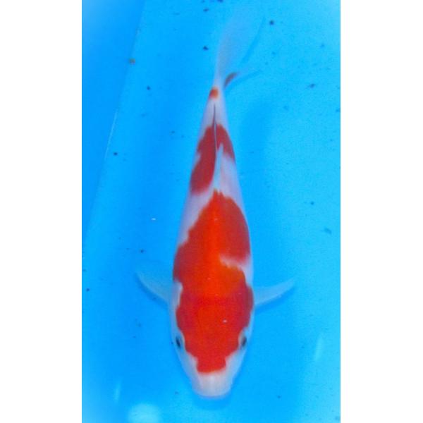 発送は受注後１週間以内でお願いいたします他のカテゴリーの錦鯉とは同梱できません。    送料（1箱）●自動計算は１尾お買い上げの時だけの金額です。●2尾以上お買い上げの送料は下記の通りです。●2尾以上10尾までお買い上げの場合は北海道地区2...