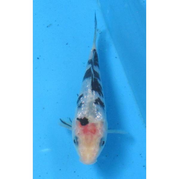 発送は受注後１週間以内でお願いいたします他のカテゴリーの錦鯉とは同梱できません。送料（1箱）●自動計算は１尾お買い上げの時だけの金額です。●2尾以上お買い上げの送料は下記の通りです。●2尾以上10尾までお買い上げの場合は北海道地区2050円...