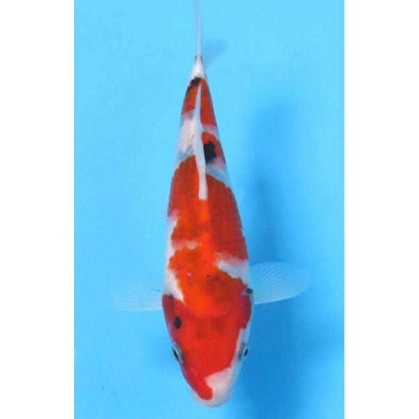 発送は受注後１週間以内でお願いいたします他のカテゴリーの錦鯉とは同梱できません。    送料（1箱）●自動計算は１尾お買い上げの時だけの金額です。●2尾以上お買い上げの送料は下記の通りです。●2尾以上15尾までお買い上げの場合は北海道地区1...