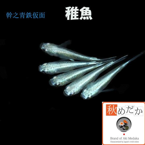 期間限定での販売、稚魚(1〜2cm)鉄仮面幹之青10匹無選別を販売致します。写真は、親レベルのメダカです。生後2〜3ヶ月位で育て易い大きさです。▼返品、交換、保証について 商品の返品及び交換は、承っておりません。 ただし、商品の発送にて死着...