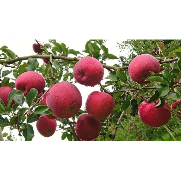 太陽の恵みをたっぷり浴び「樹上で完熟」するまで、りんご栽培歴５０年以上のの果樹農家が大切に育てた「希少品種 紅秋光」です蜜たっぷりの甘さと、サッパリとした酸味が絶妙なバランスを生み出します後藤さんの林檎園では寒暖の差が大きくなる１１月初旬頃...