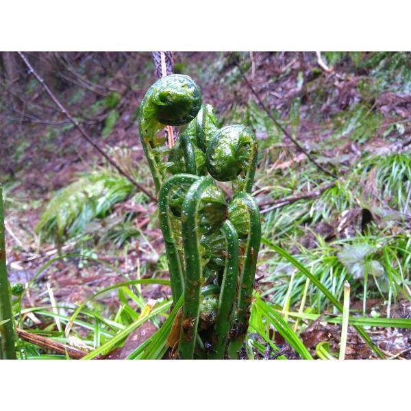 【完全予約販売】秋田駒ヶ岳山麓で採れた天然山菜。この時期にしか味わえない春の味覚です。※天然物のため大小不揃い※天然物のため採集した当日に発送いたします※天然物のため入荷次第の発送となります（お届け日の指定はできません）（お届け時間帯の指定...