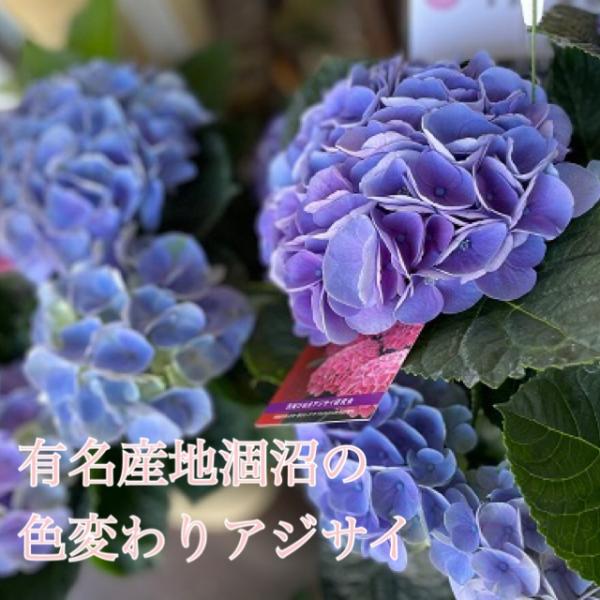 日本有数のアジサイ産地　涸沼のアジサイのギフトセットです。秋まで色が変わっていく秋色あじさいをお入れします。　ブルー系とピンク系でお選びいただけます。※５月に入ってからのご注文は5月9日〜11日のいずれかに到着致します。日程は指定出来ません...