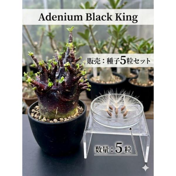 品種改良されたドワーフタイプ、ブラックスキンのアデニウム塊根部が大きく膨らんだドワーフタイプアデニウム　BLACK kingアラビクムなどの通常のアデニウムを目にすることがあってもドワーフタイプや獅子葉のアデニウムは現地においても珍しいです...