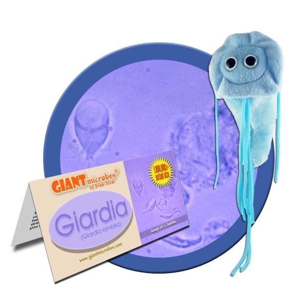 商品名: 微生物の大きなぬいぐるみ ジアルジア ランブル鞭毛虫 教育 GIANTmicrobes Giardia Plush ? Learn About Nature and Biology with This Educational Gi...