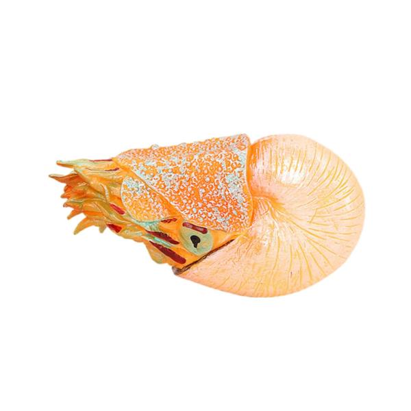 商品名: ibasenice パーティー シミュレーション クリーチャー ミニ海 像 貝殻 ノーチラス 航海 遊具 動物 モデル 生活 動物 オーナメント 魚 装飾 マリン おもちゃ ホーム 水中 人工模造 ibasenice Party ...