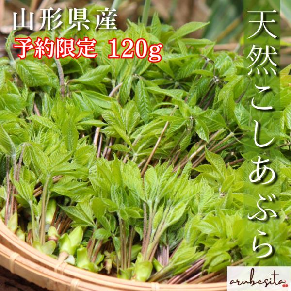 当店専属の山のプロが深山に入り天然ものを採取してきます。独特の風味は、山菜の王様タラの芽を凌ぐ人気です。天ぷら、ごま、くるみ和え、炊き込みご飯などにどうぞ。おひたしで鰹節をかけて醤油やマヨネーズなどもおすすめです。春の旬をぜひご堪能ください...