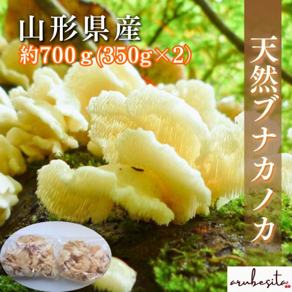 独特の甘い香りと肉厚なので噛むほどに香りを楽しめるぶなかのか。ブナハリタケとも言われています。山のプロはこのキノコが大好きです。昔から体にも良いと食用そして重宝されていたそうです。この香りで疲れが癒える気がします。おすすめの調理方法　油炒め...