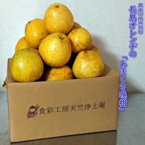 味に定評のある「長島オレンヂ」が農薬を一切使用せず栽培した「あまくさ晩柑」です。果皮の変色やキズはカビや傷みではありません。中身は果汁たっぷりの美味しい晩柑です。ほとんどが老木の晩柑ですが、10年生前後の晩柑が混じることがあります。【単価】...