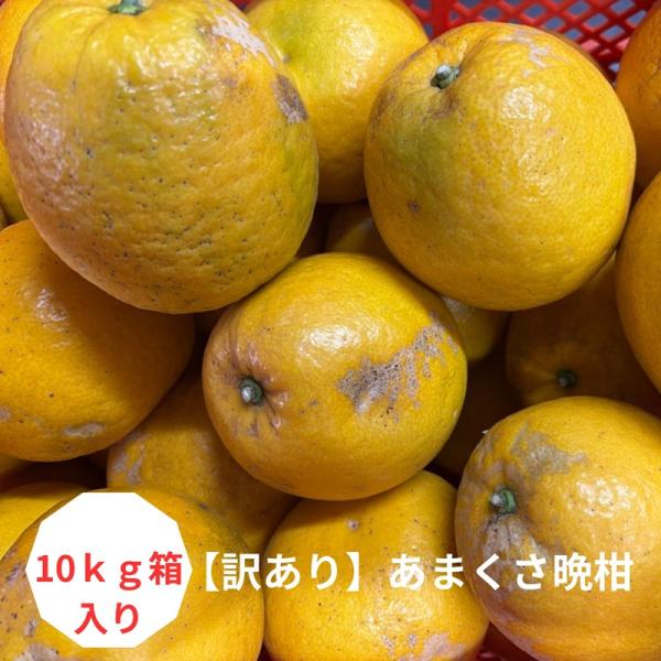 晩柑は、熊本県の河内で発見された自生種です。【価格】3,280円（税込み/送料込み）※東北、北海道、離島へのお届けは330円〜550円加算されます。【サイズ】Ｓサイズ〜Ｌサイズの混合【内容量】10ｋｇ箱にいっぱい詰めてます（平均で8.5ｋｇ...