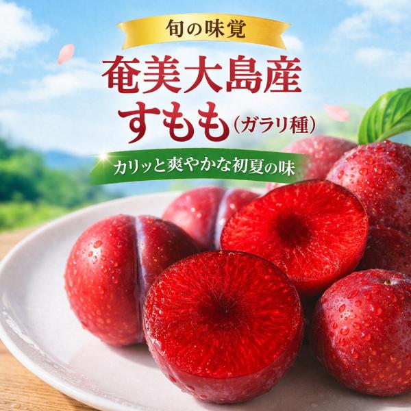 【発売日：2026年05月28日】奄美大島で育てられたすももはガラリ種という品種で、完熟を迎える前は独特の甘酸っぱさとカリカリとした歯ごたえが特徴です。奄美プラムとも呼ばれます。すももは熟しだすと早めに食べ頃を迎えてしまいますので発送は冷蔵...