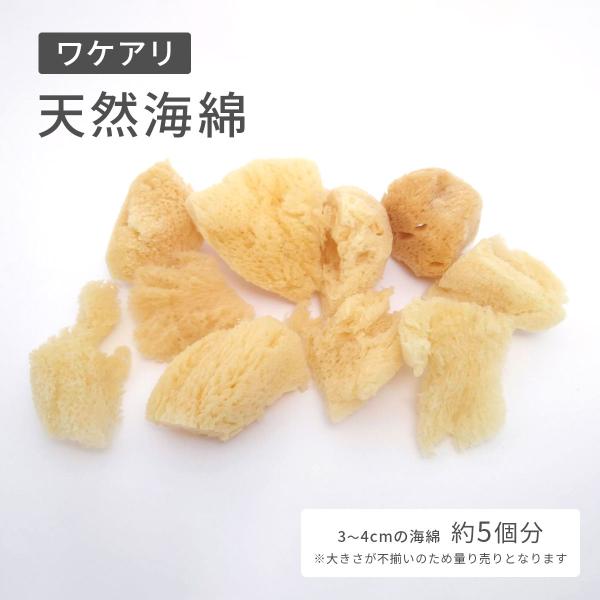 [特徴]栄養豊富: 天然海綿にはヤドカリに必要な栄養素が豊富に含まれており、健康的な成長を促します。自然な食材: 化学物質や添加物を一切使用していないため、安心して与えることができます。高い消化吸収率: 柔らかい海綿はヤドカリが簡単に噛み砕...