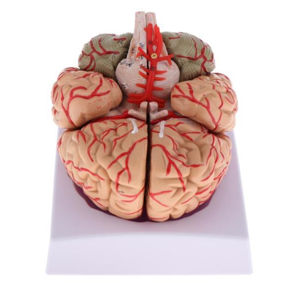 説明: 8 Part Deluxe Human Brain with Arteries は.人間の脳の解剖学的構造を高品質に表現したものです.この詳細なモデルは.目立たない磁石と金属製の支柱で一緒に保持されている 8 つのピースに分解でき....