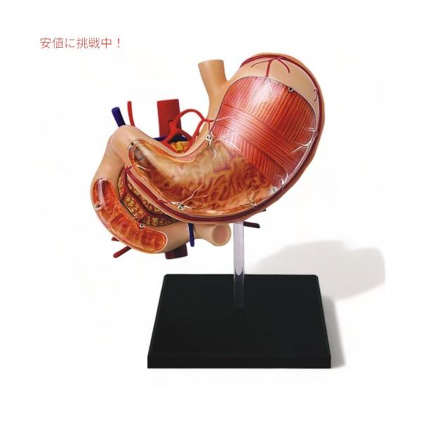 この4次元模型で、胃と消化器系について学びましょう。5インチモデルには22の取り外し可能なパーツとディスプレイスタンドが含まれています。また、イラスト入りの組み立てガイドと解剖学の説明、知識を試すための楽しいQ＆Aが含まれています。ハンドペ...