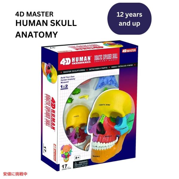 Didactic Exploded Human Skull Model:インタラクティブな学習：パズルと解剖モデルを組み合わせた、この3.5インチのモデルは、人間の頭蓋骨の主要な骨を理解するための魅力的なツールです。詳細なデザイン：17個の...