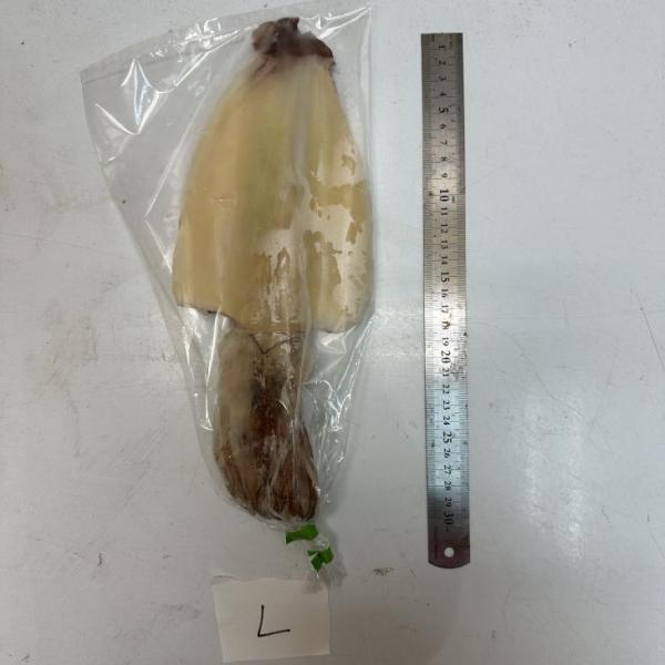 　高級するめの材料でもある、剣先するめの廉価のものを手に入れることが出来ました！！通称マルイカとも呼ばれ、きれいな白色が特徴で、スルメイカより柔らかいです。現在高級魚となったイカですが、安くお買い求め頂き上野の山で花見でやってください！！原...