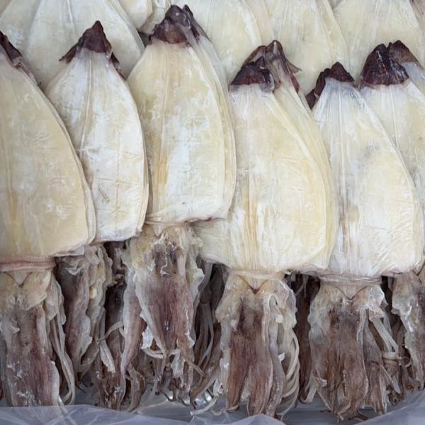 　高級するめの材料でもある、剣先するめの廉価のものを手に入れることが出来ました！！通称マルイカとも呼ばれ、きれいな白色が特徴で、スルメイカより柔らかいです。現在高級魚となったイカですが、安くお買い求め頂き上野の山で花見でやってください！！原...