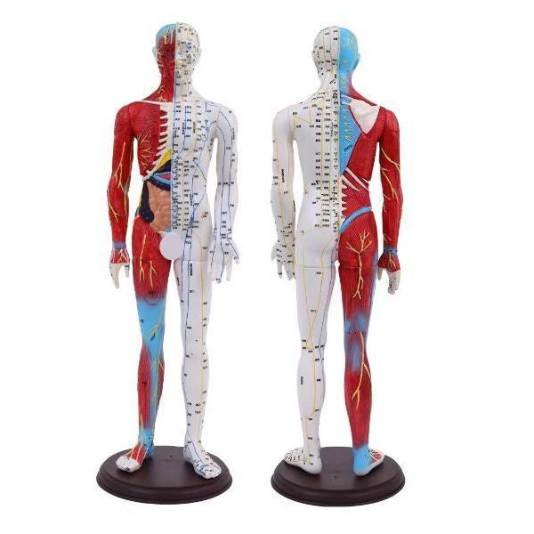 人体模型 経穴筋肉模型 鍼灸経穴模型 人体標本 人体モデル 経穴模型 経絡人形 人体 筋肉 模型 つぼ ツボ マッサージ 教材 実験 整体院 鍼灸院