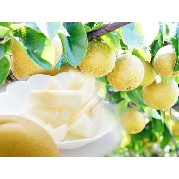 シャキシャキした食感が特徴で甘さと酸味のバランスがいい梨です。一口食べると爽やかな甘さと溢れる果汁が口いっぱいに広がります。約18〜22玉入り<br>箱入りでお届けします。梨の品種は、発送時に収穫できる梨をお送りいたします。ご希...