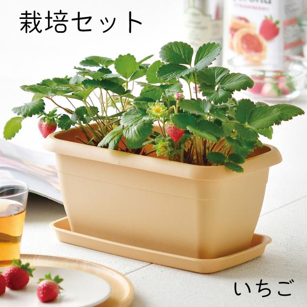 ■いちご栽培キット自分で育てる楽しみ、自分で育てたものを食べる楽しみ。種から育てる栽培キットです。みんな大好きイチゴ栽培 エンジョイプランターに人気のイチゴが仲間入り。可憐な花と甘い香りを家で楽しんでみませんか？たっぷりと2Lの土が入るカラ...
