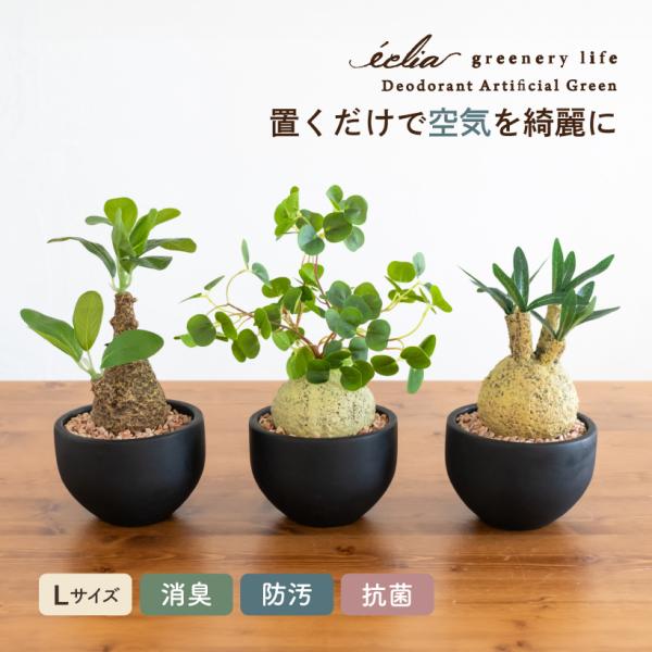 おしゃれな多肉植物の仲間コーデックスを手軽に楽しめる♪　抗菌・防汚・消臭効果のある消臭アーティフィシャルグリーンです！近年注目されている観葉植物のコーデックス。中には非常に高価なものもありなかなか手が出しにくい憧れの存在。そんな憧れのコーデ...