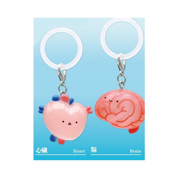 【発売日：2026年10月31日】ないぞうくんとさいぼうちゃん。 めじるしマスコットメーカー：リアンキューラボラインナップ1.心臓2.脳【予約商品に関するご注意事項】☆決済の都合上、ご予約のご注文は発売月ごとに分けてご注文にご協力下さい。決...