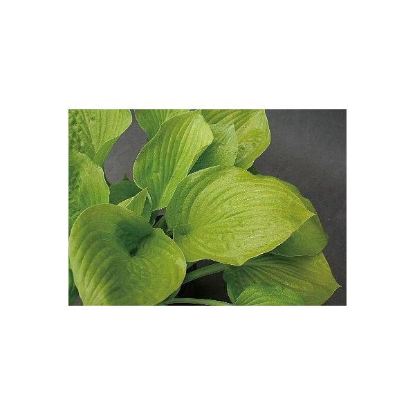 夏以降は、葉色が黄緑から黄色へと変化する様子が美しい品種です。■植物カテゴリー ：グランドカバー地面を覆うように広がる背の低い植物のことです。高木や中低木の足元をセンスよくカバーすることができます。■サイズ： 高さ0.3ｍ×幅0.3m ■ポ...