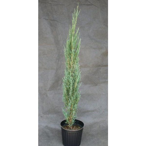 鉢植えや庭のシンボルツリーに向いています。剪定をしなくても樹形が崩れません。■植物カテゴリー ：自然樹形形を整えなくとも、自然のままで造形的な形を維持する植物です。剪定が少なくてすみ、手入れが楽です。■サイズ ：高さ1.2m ■ポットサイズ...