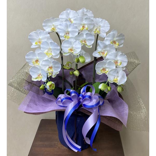 光触媒のコーティングで、除菌・消臭作用もある造花の胡蝶蘭。水やり不要で枯れない造花は、手間がかからない為、法事・お盆・お彼岸などのお供えにも人気です。また、温度に関係なく配送ができるので、冬季の北海道や東北などの寒冷地へも配達可能です。贈答...