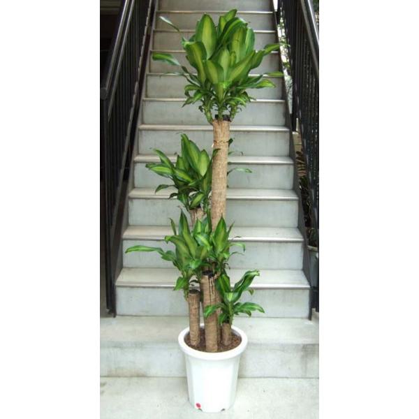 幸福の木の名称で親しまれる人気の観葉植物。開店祝い・開業祝い・開院祝い、移転祝い・新築祝いなどの法人ギフトにもお勧め。贈答用には、立札やカードも無料で付けられます。