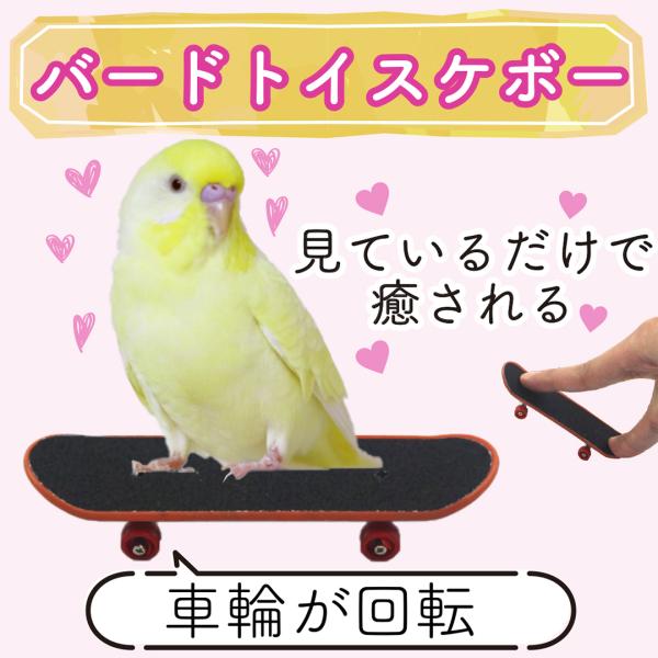 小型のインコなど、小さい鳥用のスケボーのおもちゃ♪遊び道具としてストレス解消にもなります。鳥さんだけでなく、ハムスターなどの小動物のゲージ内オブジェにしても かわいいです。車輪が動くので、鳥さんが慣れてくると自分でスケボーを楽しみ始めると思...