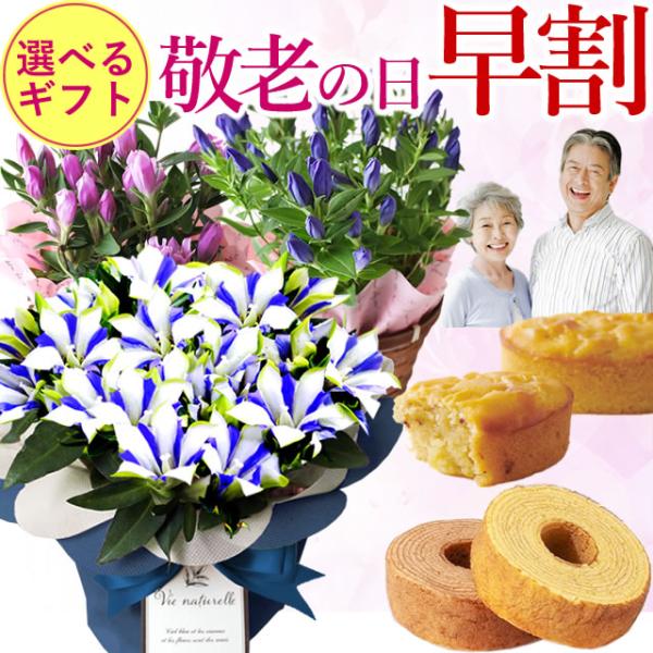 秋咲きの宿根草で高山性植物を園芸用に品種改良した高貴な青紫と白のリンドウです。白寿という生産者限定のリンドウは観賞価値が高くオススメのお花です。おじいさまおばあさまも、びっくりされる事でしょう※包装・配送・その他のご希望については、注文画面...