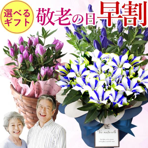 秋咲きの宿根草で高山性植物を園芸用に品種改良した高貴な青紫と白のリンドウです。白寿という生産者限定のリンドウは観賞価値が高くオススメのお花です。おじいさまおばあさまも、びっくりされる事でしょう※包装・配送・その他のご希望については、注文画面...