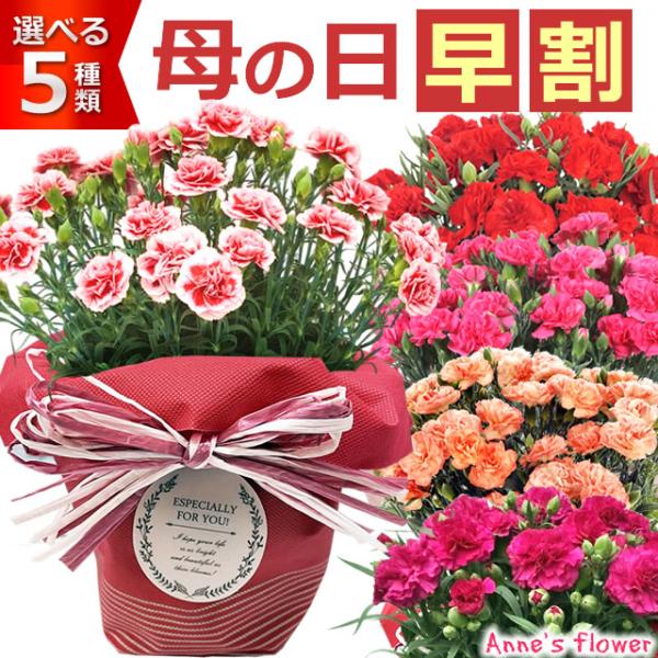 母の日といえばカーネーションですね！5色より選べるカーネーション！お母さんにお似合いの色を選んでください。赤系ピンク系オレンジ系紫系いちごホイップ色とりどりのカーネーションはお部屋を華やかにしますよ。室内の明るい所に置いてくださいねメッセー...