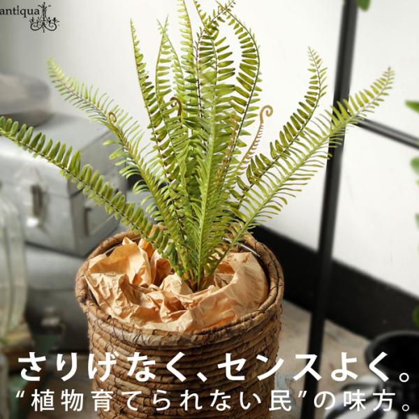 ×メール便不可！※詳細をPCサイトよりご購入前にご確認下さいませ。置くだけで癒しを演出できるシダのフェイクグリーン。リアルな葉の形状と柔らかなラインが自然な印象を与え、水やり不要で扱いやすいインテリア雑貨。