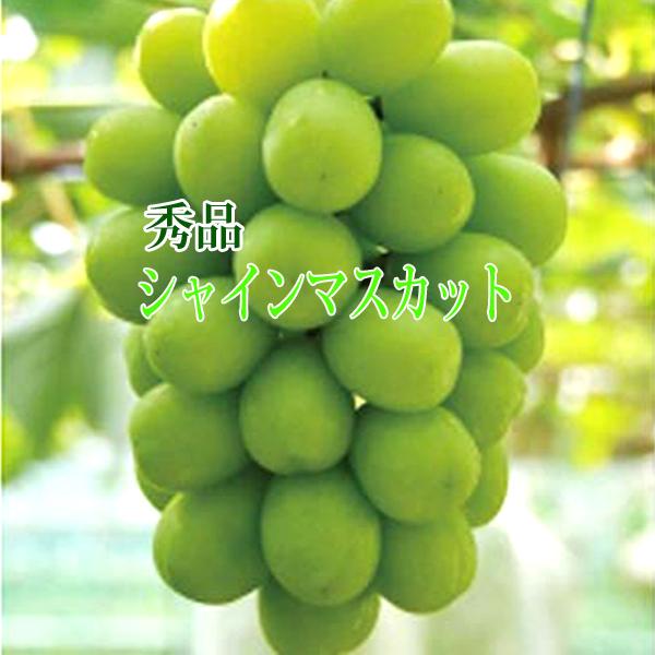 ◇商品名シャインマスカット◇産地広島産◇内容量約2K☆発送時期☆7月下旬頃よりご注文順に順次発送予定!※天候により出荷時期が前後する場合が御座います。