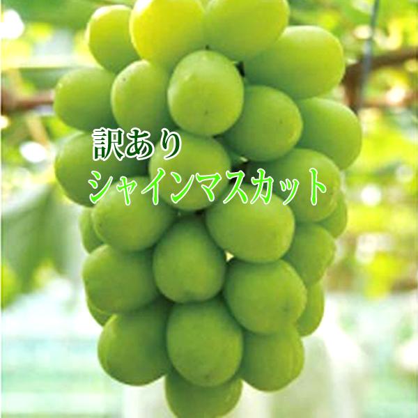 ◇商品名【訳あり】シャインマスカット◇産地広島産◇内容量約2K☆発送時期☆7月下旬頃よりご注文順に順次発送予定!※天候により出荷時期が前後する場合が御座います。