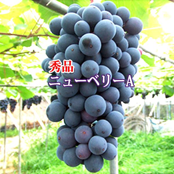 ◇商品名ニューベリーＡ◇産地広島産◇内容量約　2K☆発送時期☆8月上旬頃よりご注文順に順次発送予定！※天候状況や生育状況によって、発送の予定時期が前後する場合が　ございますので、ご了承下さいませ。