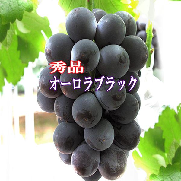 ◇商品名オーロラブラック◇産地岡山産◇内容量約　2K☆発送時期☆8月下旬頃よりご注文順に順次発送予定！※天候により発送時期が前後する場合が御座います。