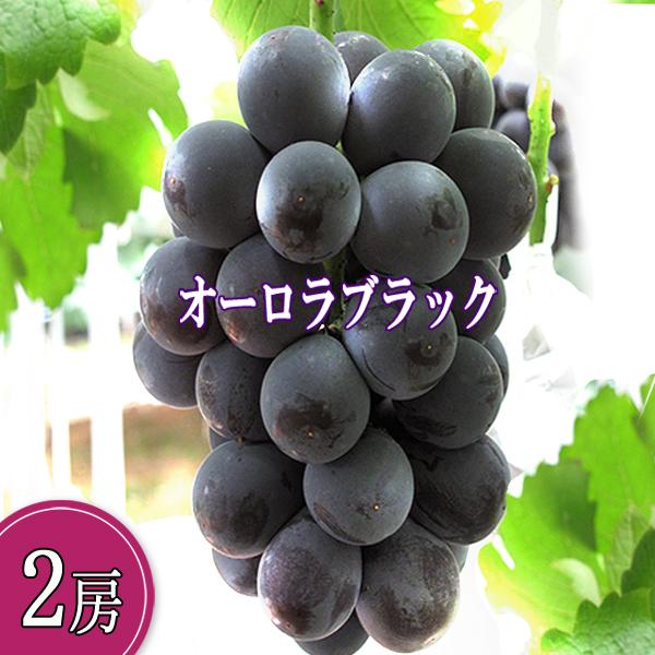 ◇商品名オーロラブラック◇産地岡山産◇内容量■2房☆発送時期☆8月下旬頃よりご注文順に順次発送予定！※天候により発送時期が前後する場合が御座います。