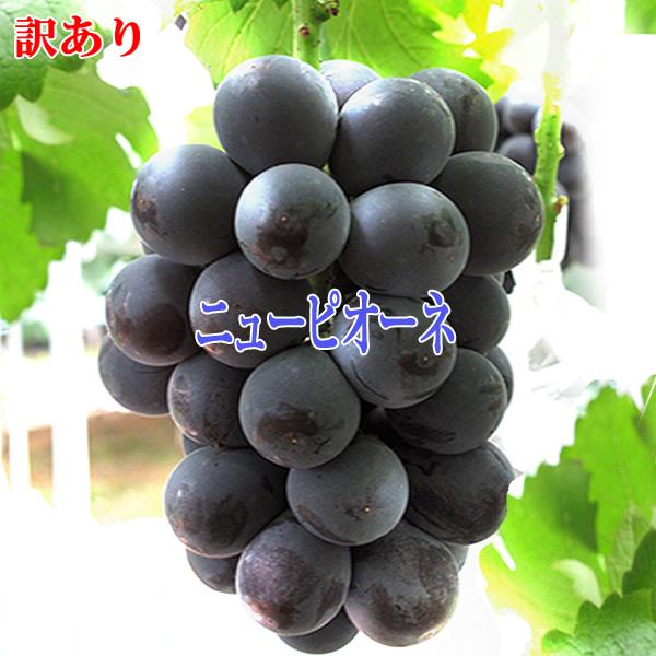 ◇商品名【訳あり】ニューピオーネ◇産地広島産◇内容量約　2K☆発送時期☆7月上中旬頃よりご注文順に順次発送予定！※天候により発送時期が前後する場合が御座います。