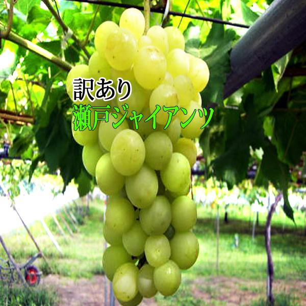 ◇商品名【訳あり】瀬戸ジャイアンツ◇産地岡山産◇内容量約2K☆発送時期☆9月中旬頃よりご注文順に順次発送予定!※天候により出荷時期が前後する場合が御座います。