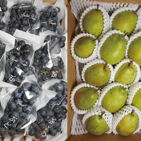 青森県産　洋梨ラ・フランス　9-15玉程度3ｋｇ+ぶどうスチューベン２ｋｇのお得セットになります。【ラ・フランスの説明】大きさは時期により大小があり10〜18玉になります。家庭用で色や形がふぞろいで、決して見栄えが良いとは言えない「ラ・フラ...