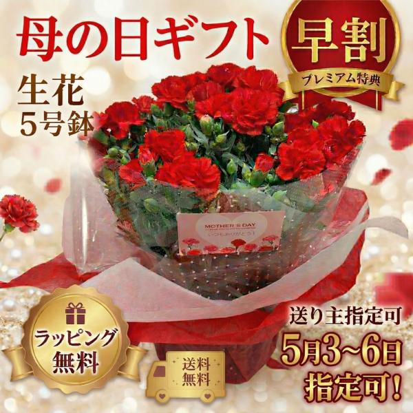 早割り！母の日　カーネーション　生花　ラッピング込み！5月3日〜5月6日指定可能！送り主指定可！5号鉢でボリュームあり！送料無料！母の日の贈り物にぴったり！赤いカーネーション生花 5号鉢ラッピング込み・送料無料・指定日可能！早期ご注文で特別...