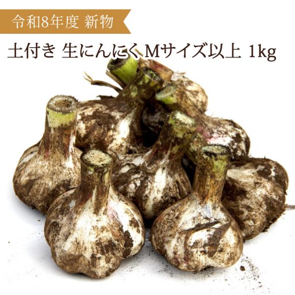 【発売日：2024年06月16日】＼＼お待たせしました／／2026年産の生にんにく！大ぶりで瑞々しいにんにくです生にんにくとは、収穫したばかりの2週間ほどで味わえる旬の短いにんにくです。大変水分が多く、刺身や薬味としてお使いいただくといつも...