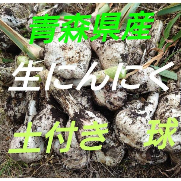 【発売日：2026年06月20日】青森にんにく直売所青森にんにくニンニク期間限定幻生にんにく