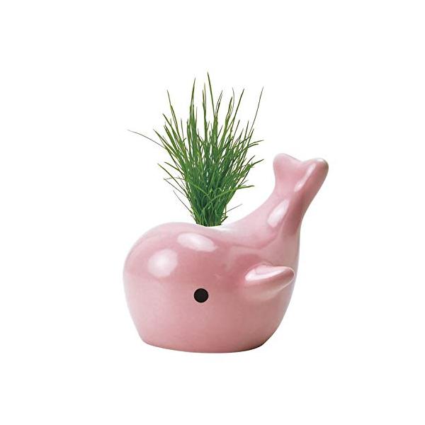 【商品概要】サイズ：約W8 D7 H7原産国:日本素材・材質:磁器セット内容:クジラポット 説明書【商品説明】【商品詳細】ブランド：聖新陶芸商品種別：DIY・工具・ガーデン商品名：聖新陶芸 ハッピーホエール ピンク サイズ：約W8 D7 H...