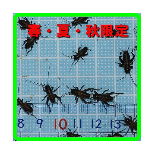 〇春　夏　秋　限定発送○１１月から翌2月まで気温が低下するため、北海道・岡山以西・四国・九州・沖縄への発送はできません。（到着までに２日以上かかる地域）○翌日　基本的に午前中受け取りお願いいたします。○通気性確保のためダンボール等で発送のた...