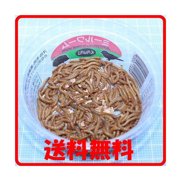 ○本来はプラカップに入っておりますが発送の都合上紙袋に入れて発送いたします。　プラカップは同梱できませんので別途容器をご用意ください。〇気温１０℃以上の地域のみ発送となります。　　１０℃以下になる場合はお断りする可能性があります。〇紙袋に入...