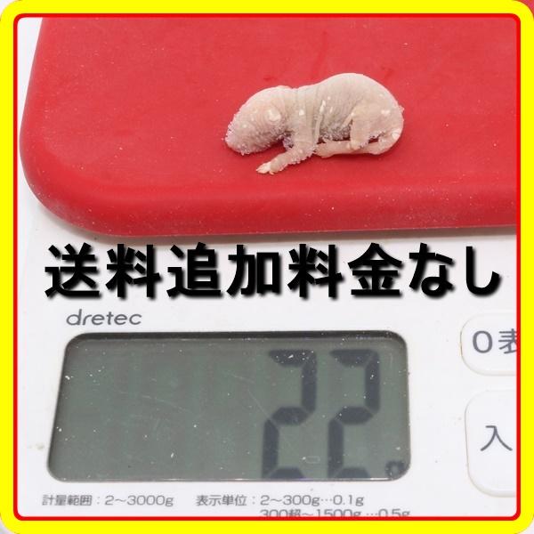 ☆高品質管理の安心のファーム生産☆用途　コーンスネーク　キングスネーク　ラットスネーク等のヘビ類　トカゲ　ヤモリ　ツノガエルにも使えます。☆ピンクマウス　1匹の大きさ約2.0ｃｍ〜3.0ｃｍ☆重量約２ｇ前後　☆こちらの商品は冷凍商品になりま...